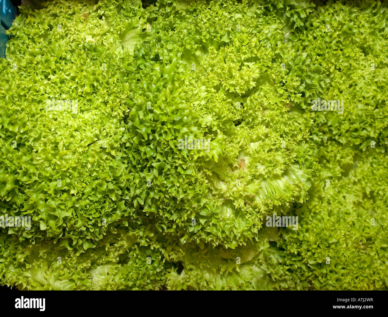 salad lettuce endive frisée fresh green salad with frilled leaves Stock ...