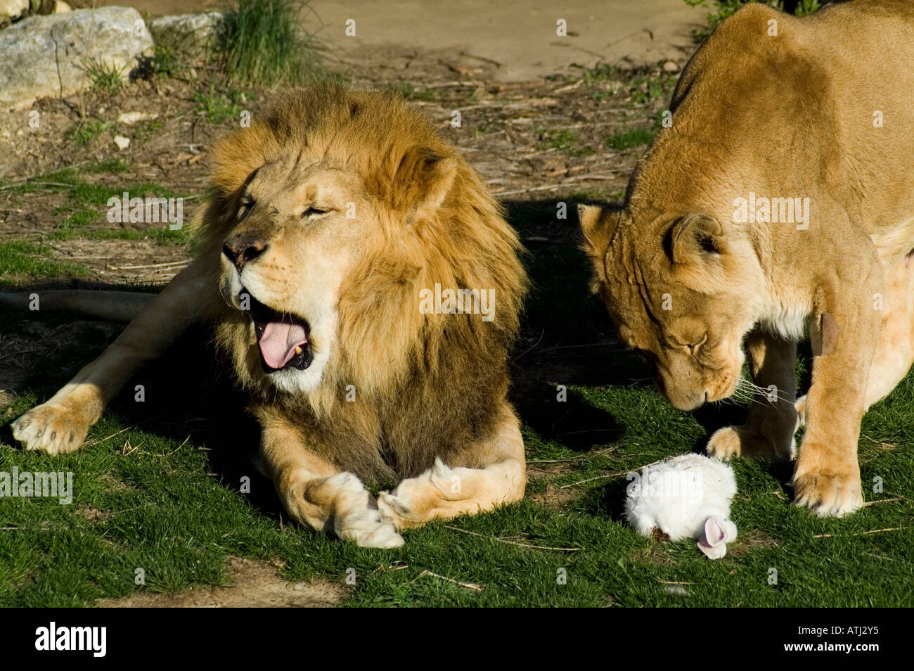 lion and lioness eating rabbit Stock Photo - Alamy