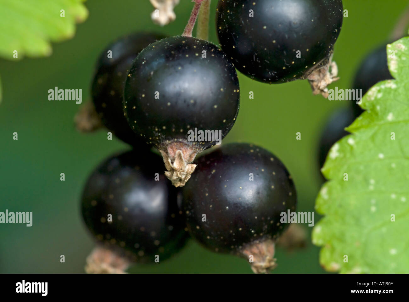 Black currants macro hi-res stock photography and images - Alamy