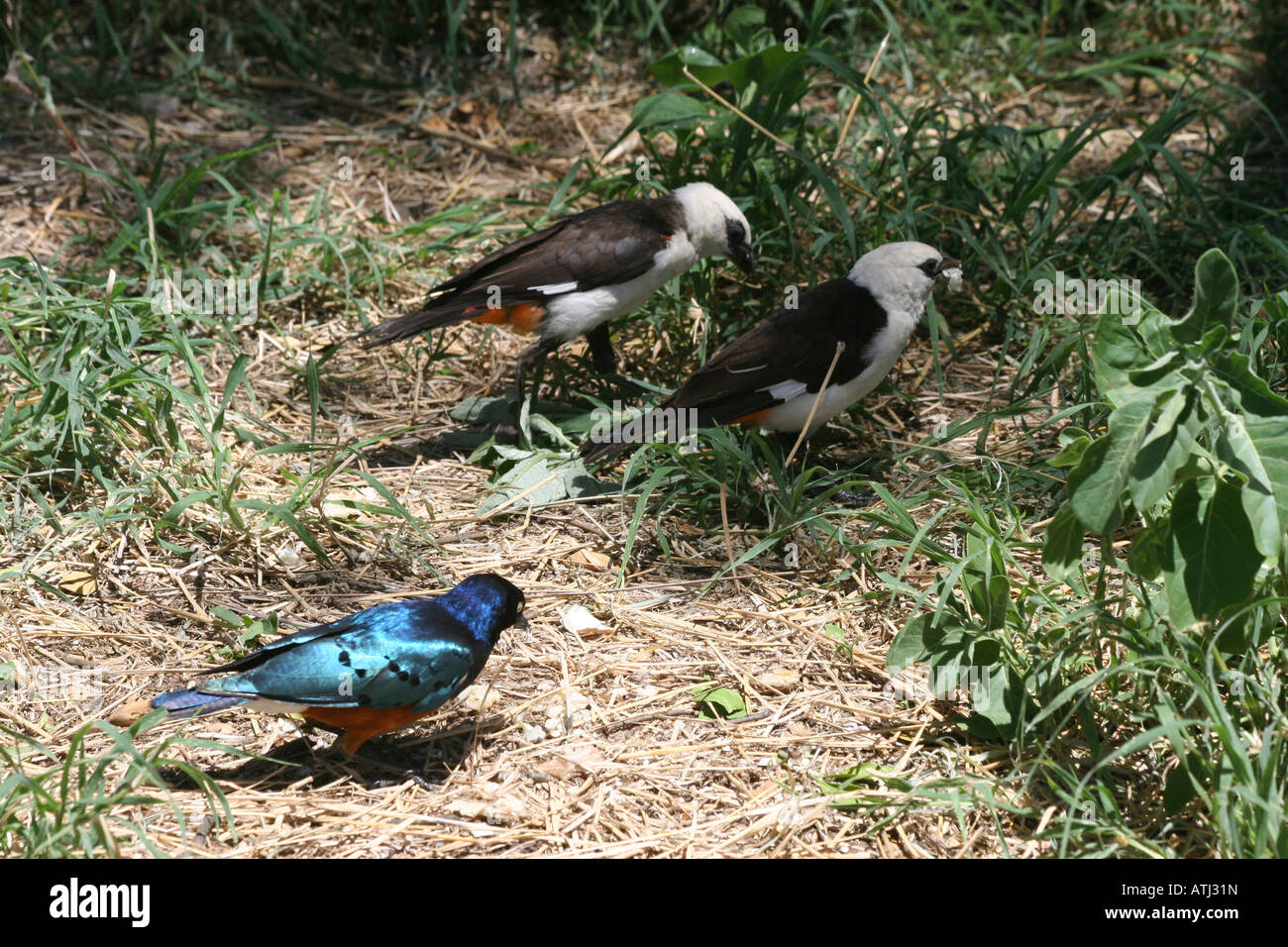 White headed starling hi-res stock photography and images - Alamy