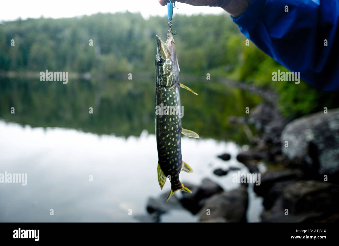 Showing off a Northern Pike caught in the Boundary Waters of Northern ...