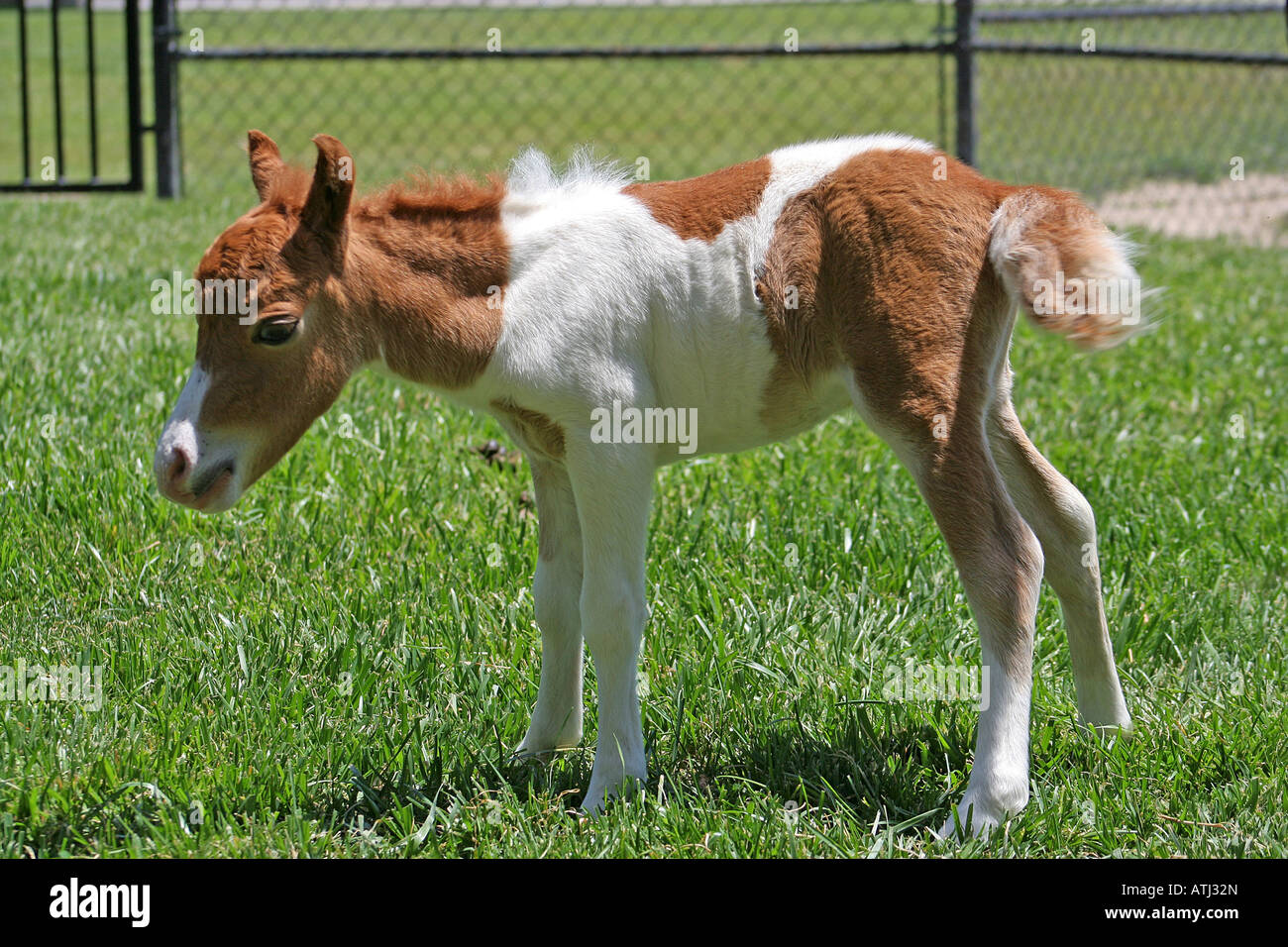 A young miniature horse foal at play in Santa Ynez Valley California ...