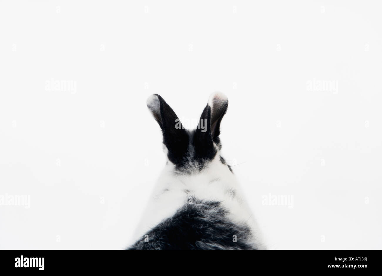 back of rabbits ears Stock Photo - Alamy