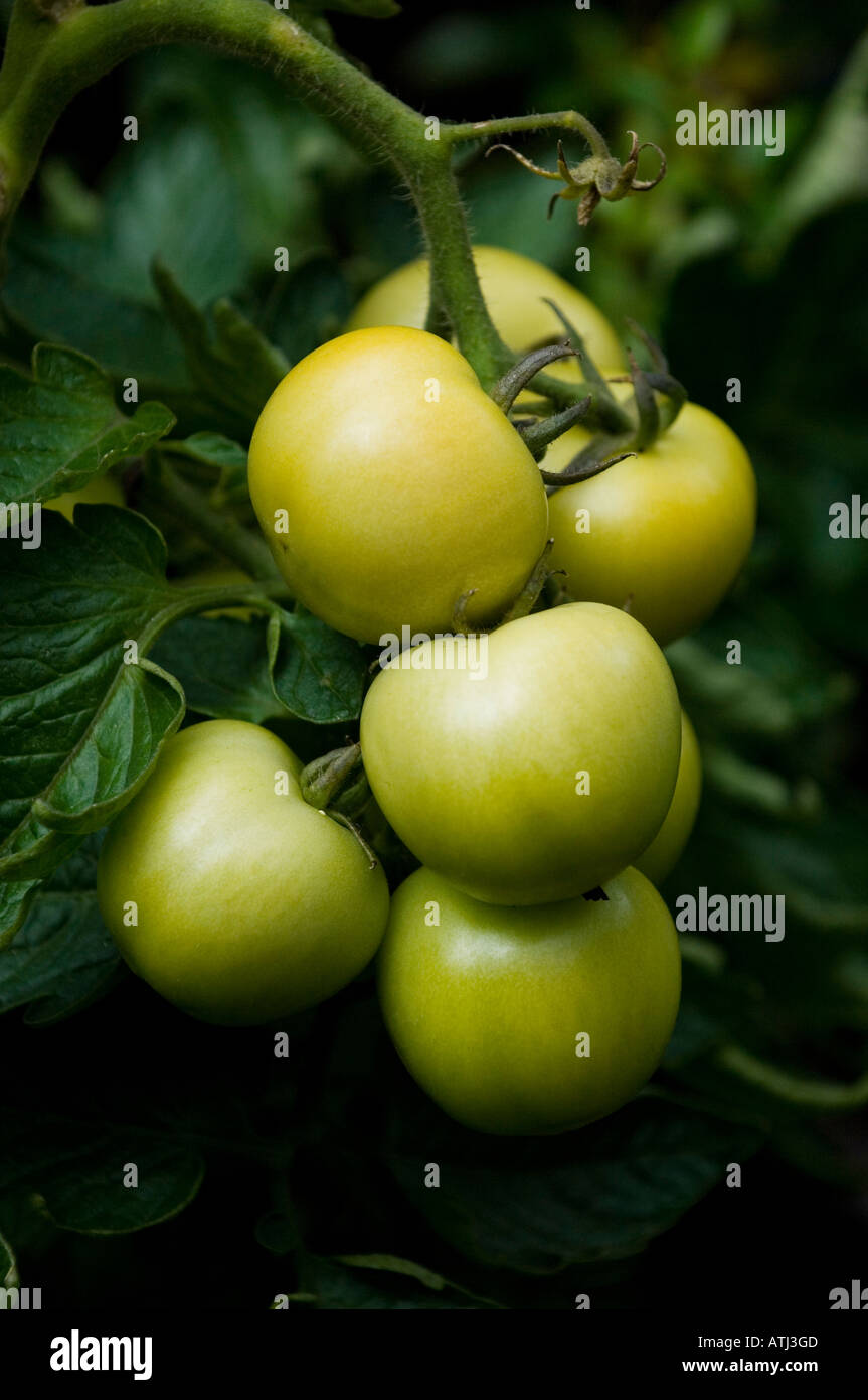 Tomato tree green Stock Photo - Alamy