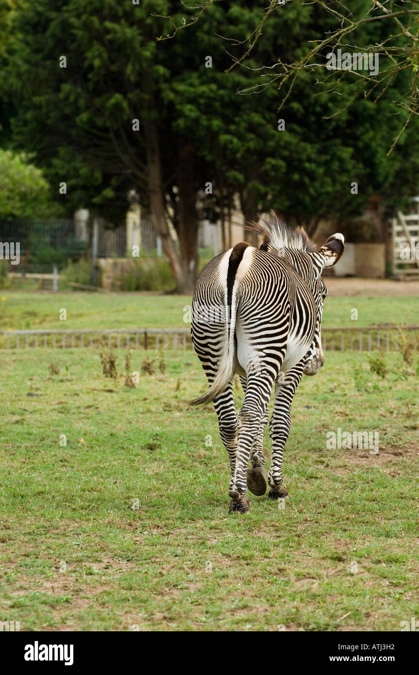 zebra walking away Stock Photo - Alamy