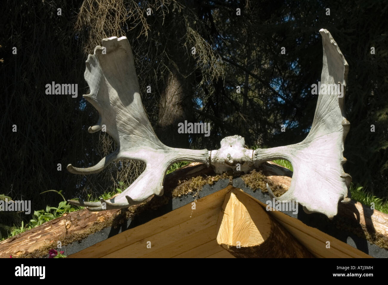 Moose antler display hi-res stock photography and images - Alamy