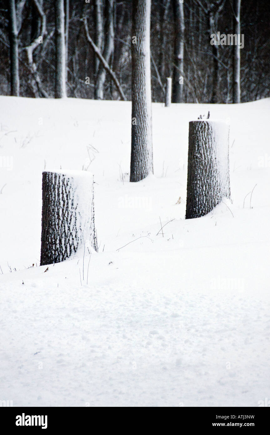 cut tree trunks in snow Stock Photo - Alamy