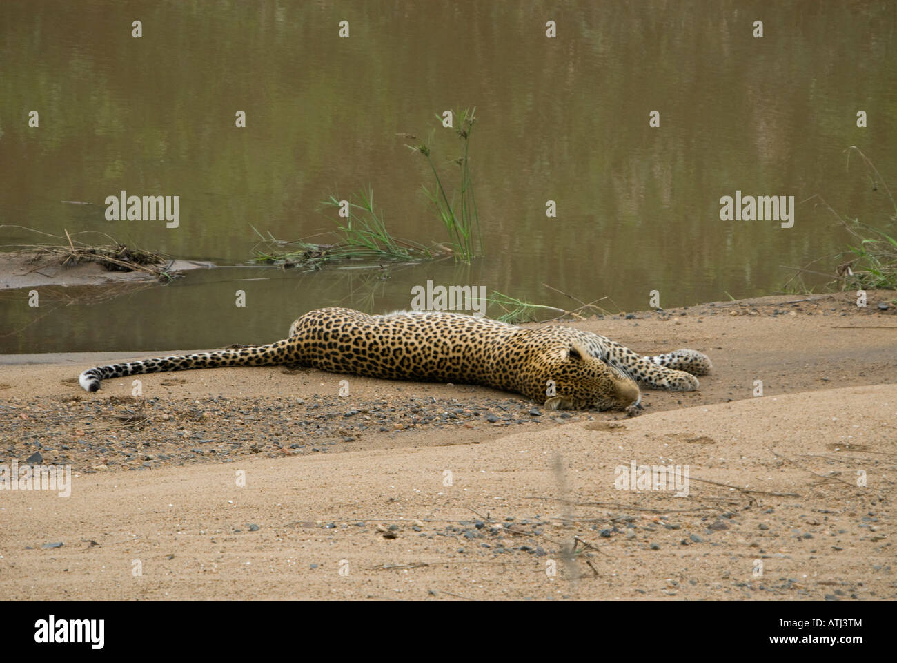 A leopard relaxing on a river bank in the African bush Stock Photo - Alamy
