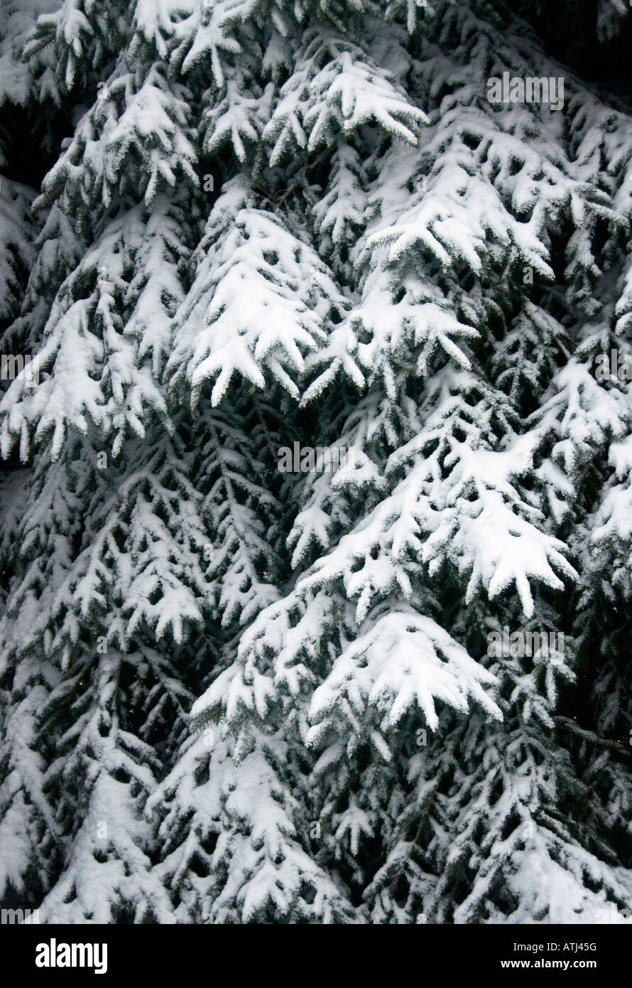 Spruce tree branches laden with snow and ice Stock Photo - Alamy