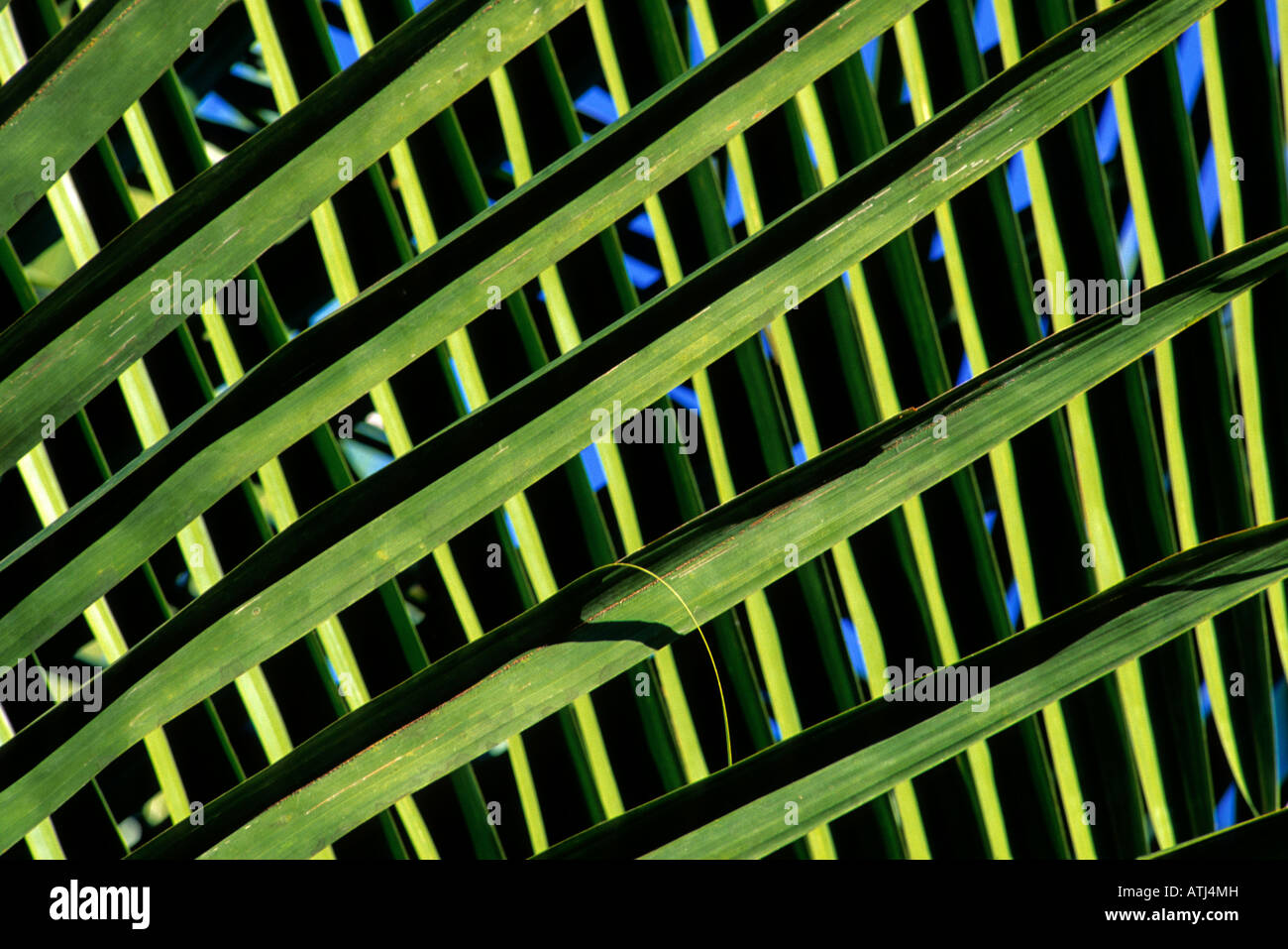 Palm leaf detail Poring Hot Springs Kinabalu National Park Sabah ...