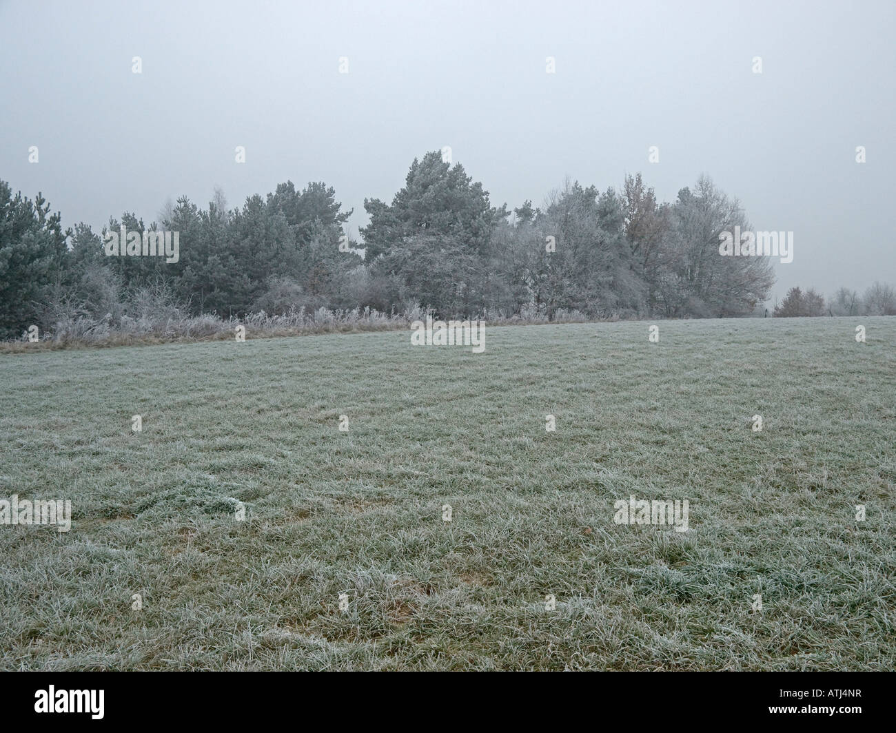 frozen hedges and trees in forest behind meadow field in winter time ...