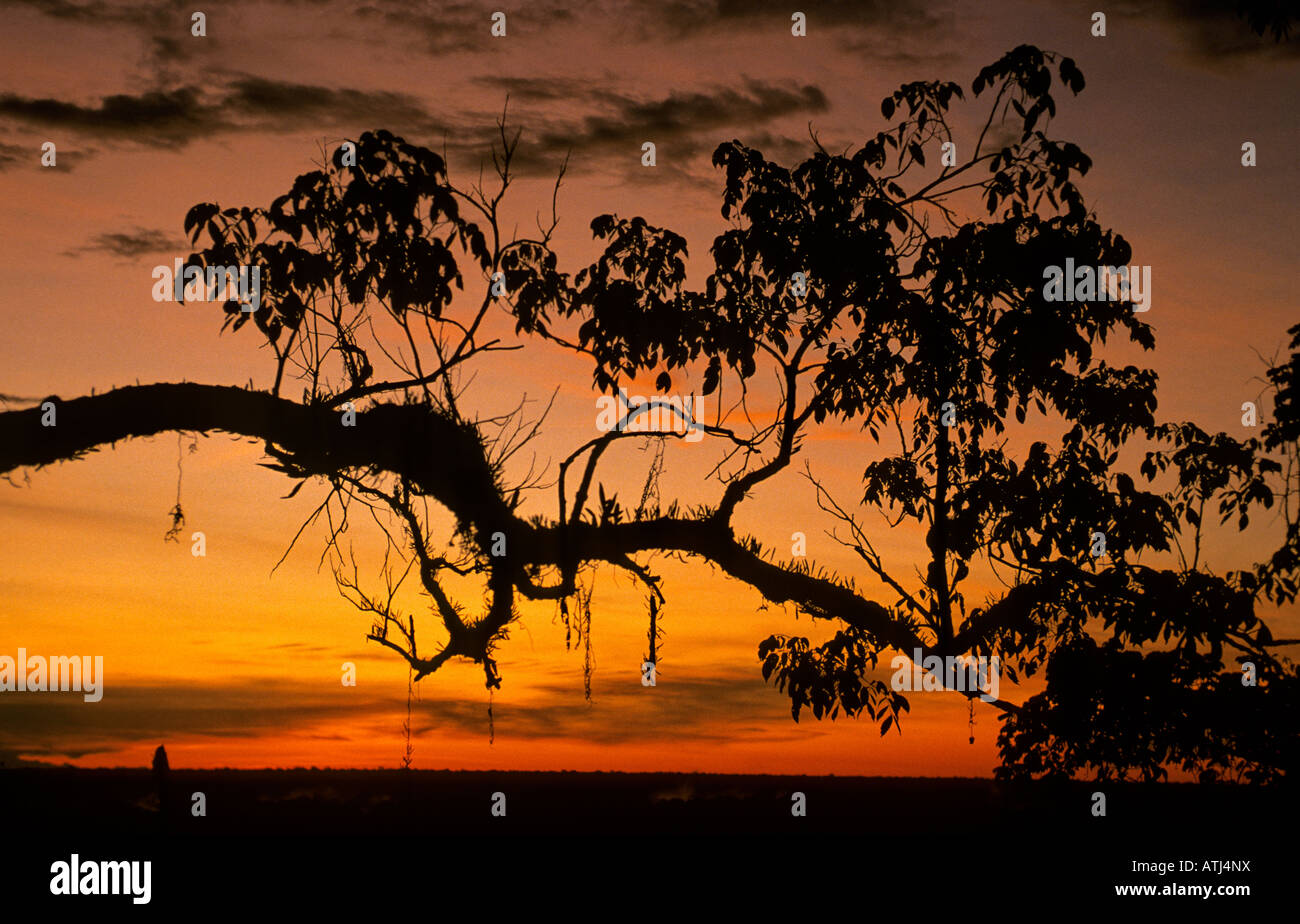 Peru The Amazon Canopy Walkway High Resolution Stock Photography and ...