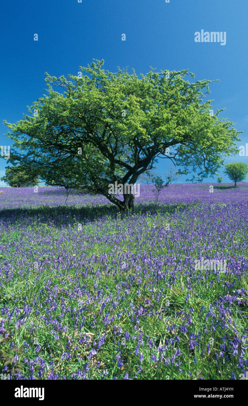Hawthorn tree in field of bluebells remnant of ancient woodland St ...