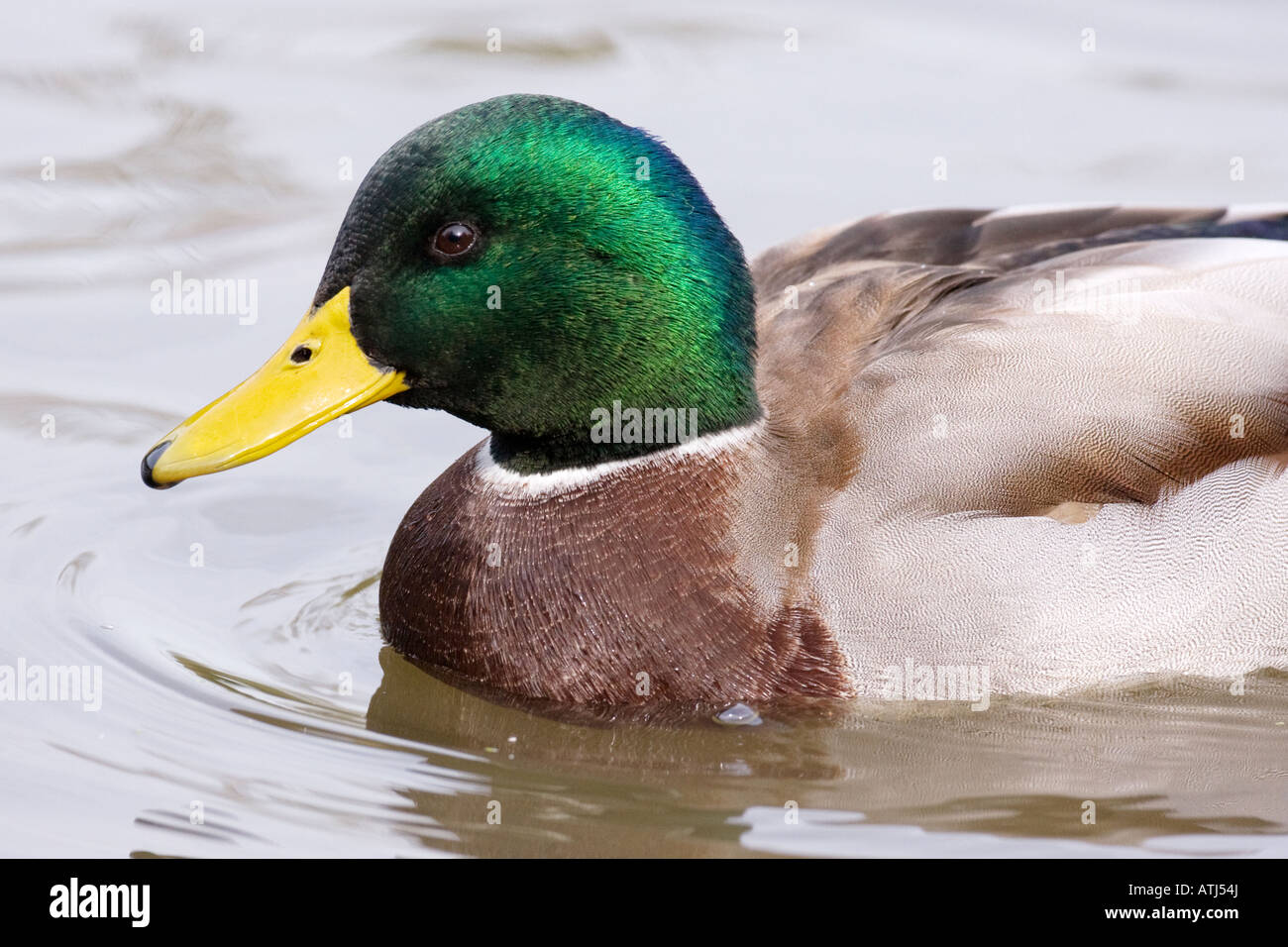 Mallard Duck, Martin Mere Stock Photo - Alamy