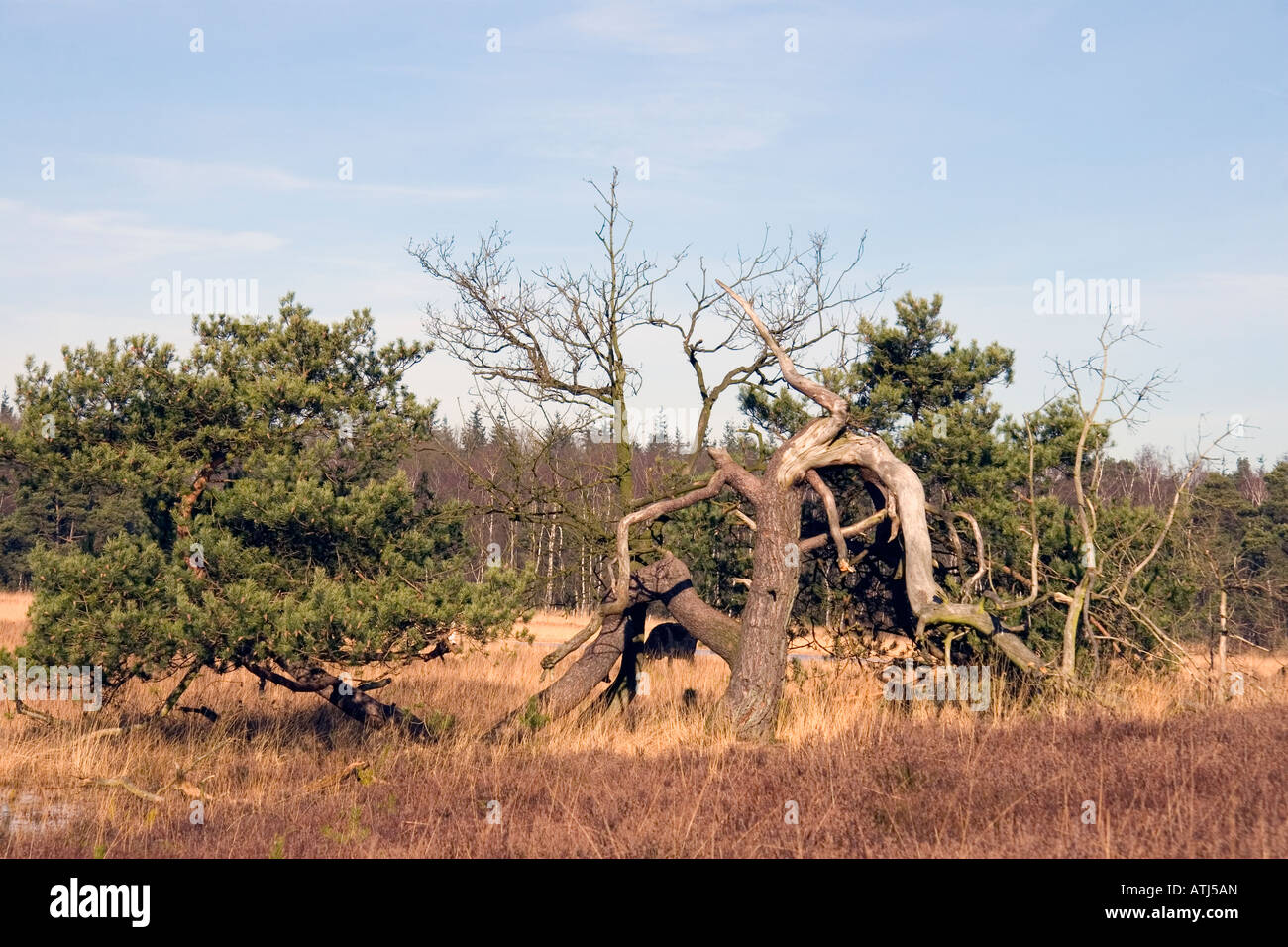 Trees on the moor Stock Photo - Alamy
