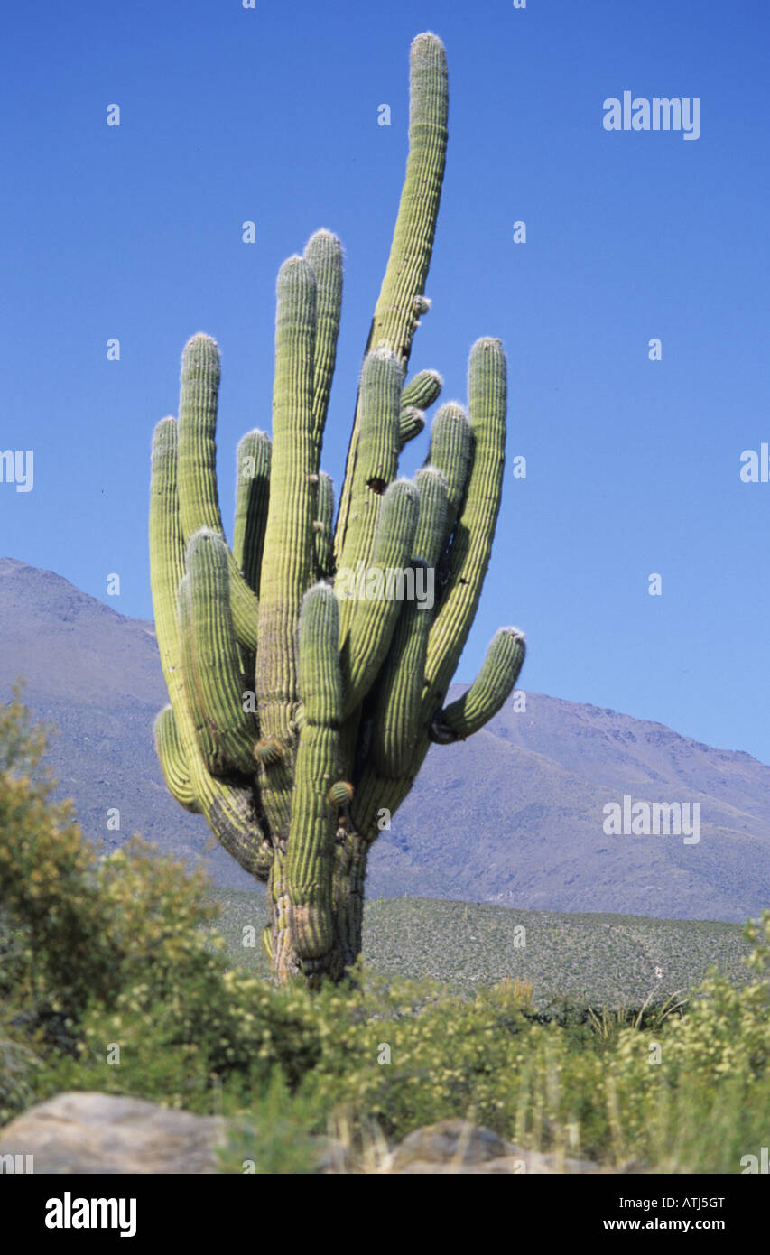 A large cactus tree in Mexico Stock Photo - Alamy