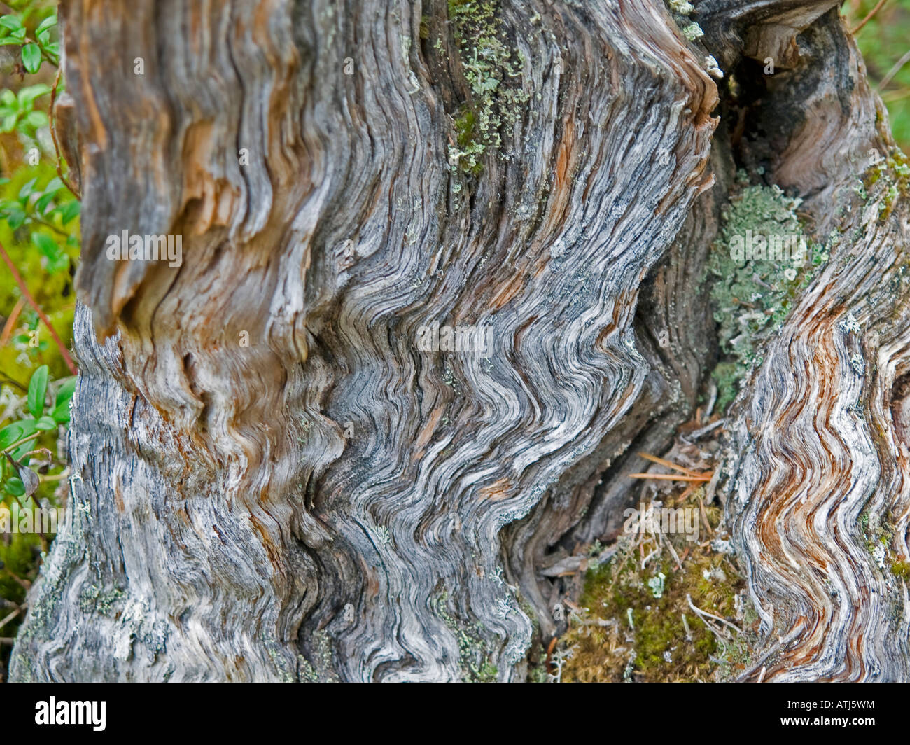 old dead tree trunk with grains like waves in the wood Stock Photo - Alamy