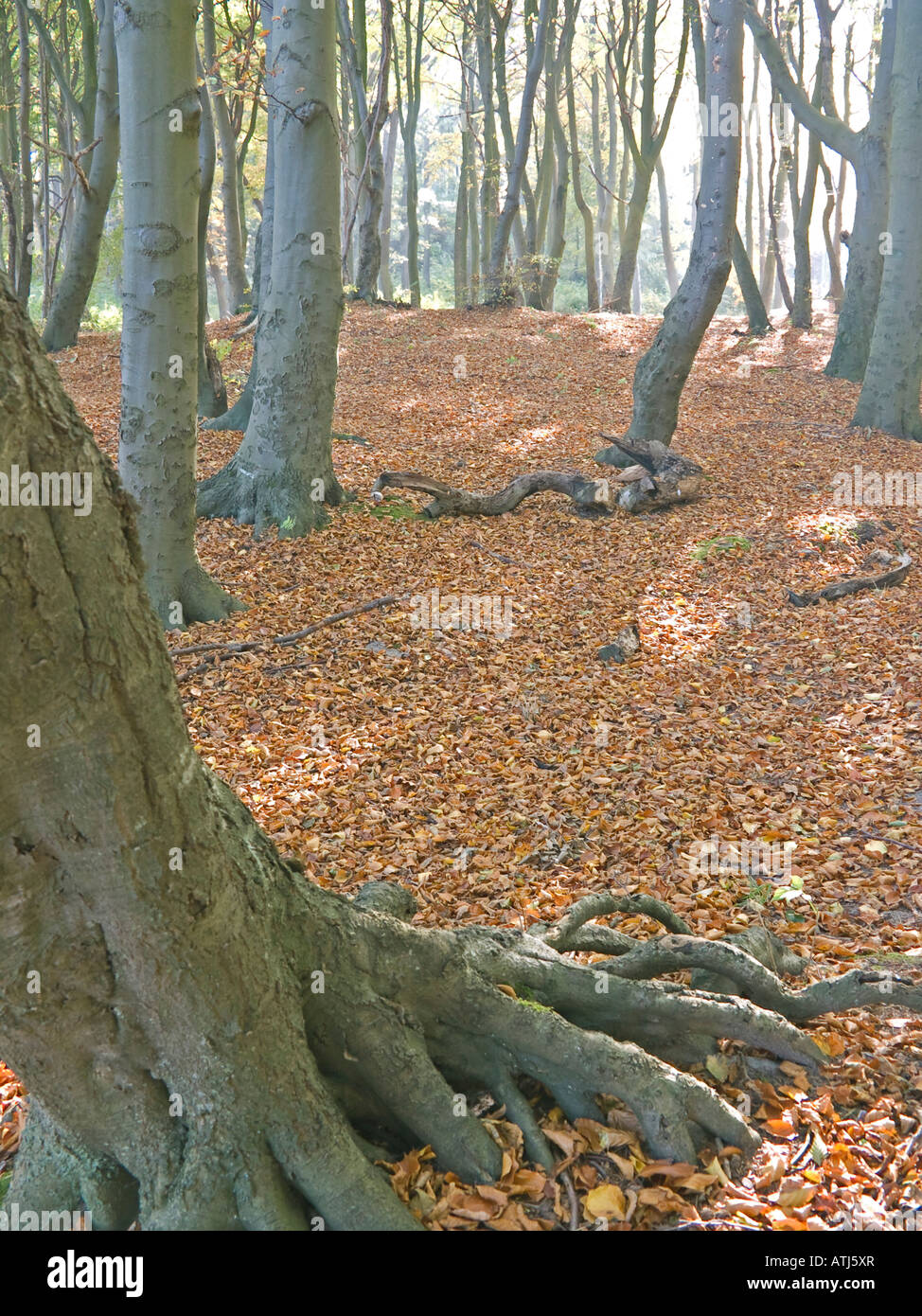 Knotty Tree High Resolution Stock Photography and Images - Alamy