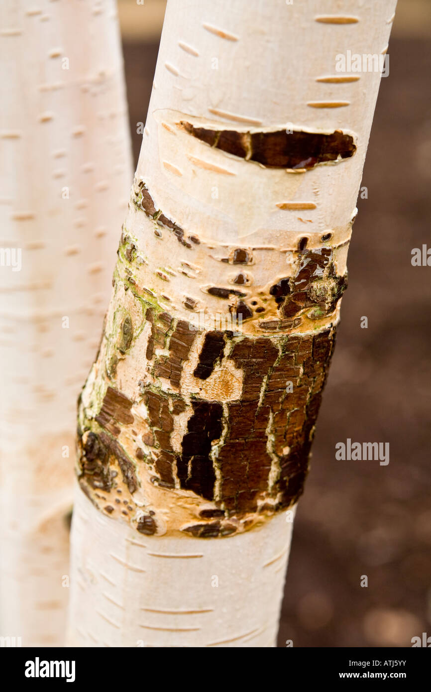 Silver birch bark Stock Photo - Alamy
