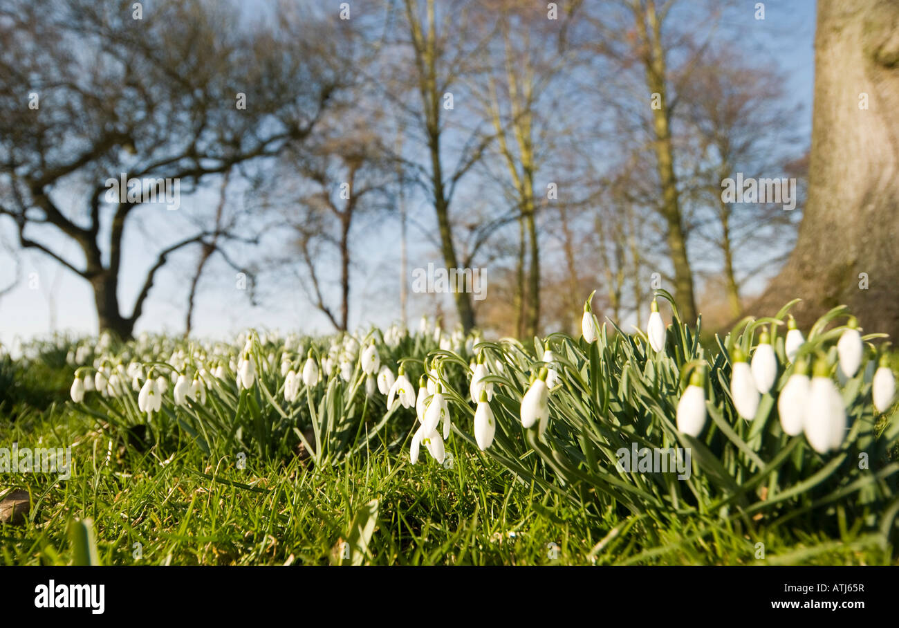 Giant snowdrops hi-res stock photography and images - Alamy