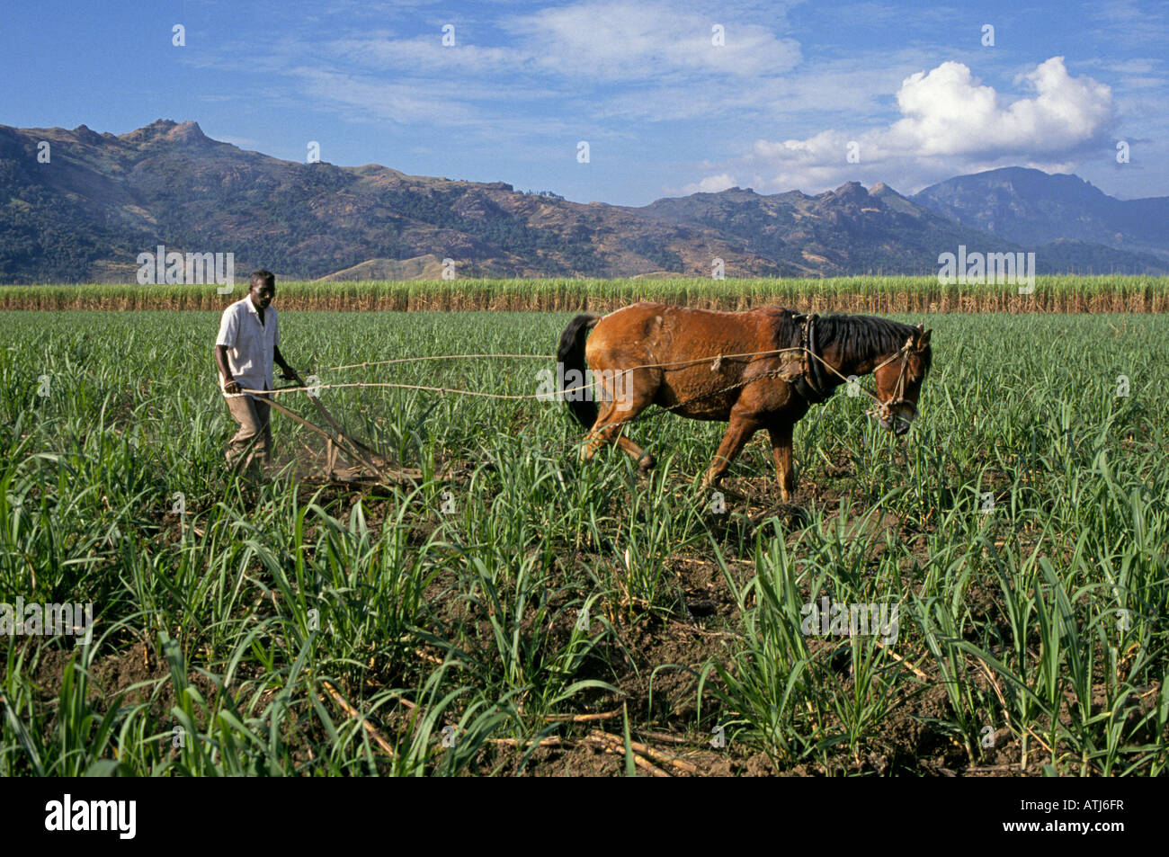 Farming in fiji hi-res stock photography and images - Alamy