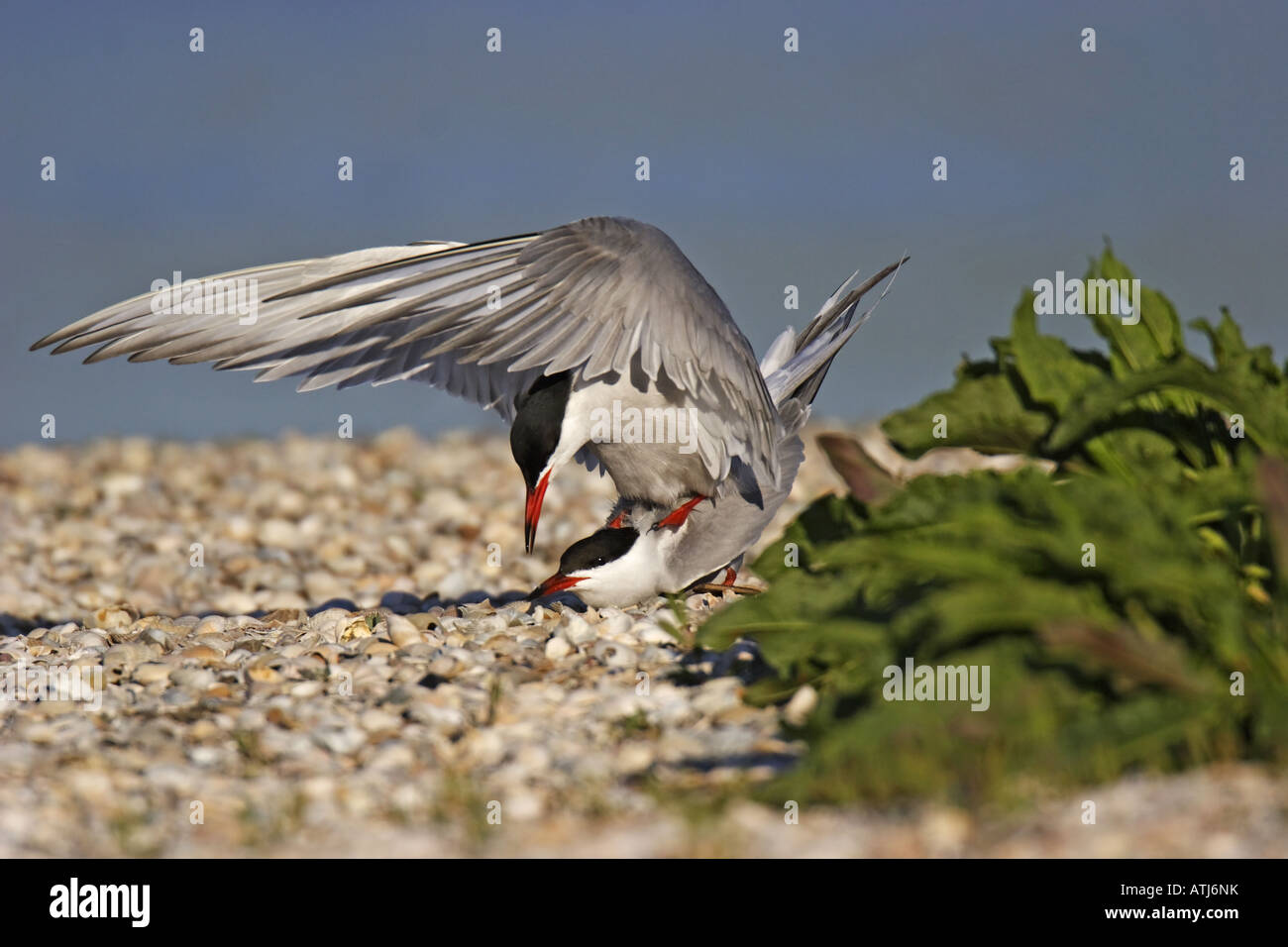 Flußseeschwalbe (sterna hirundo) pairing pair common tern Stock Photo ...
