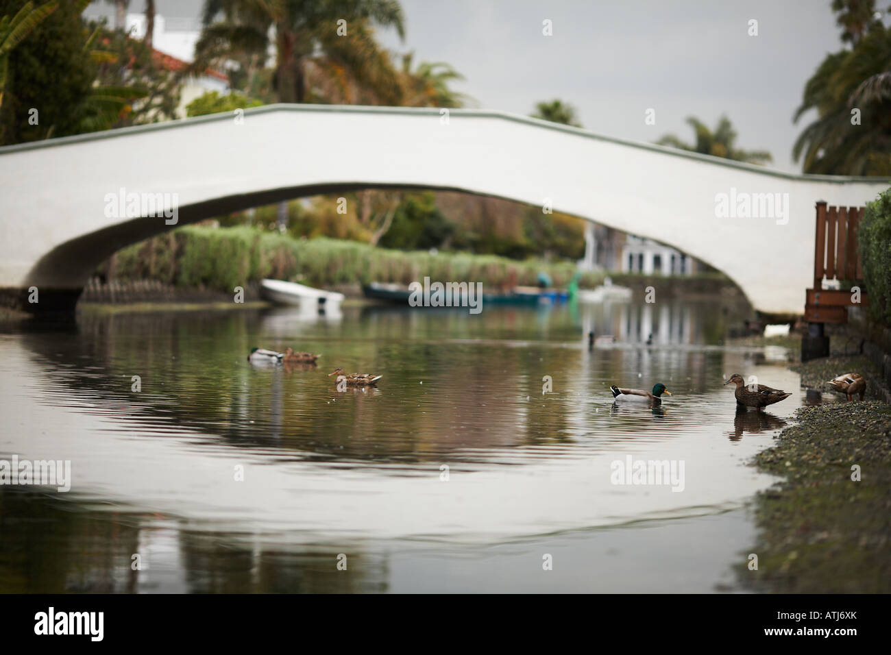 Bridge Over Canal in the Venice Beach Canals Area, Los Angeles County ...