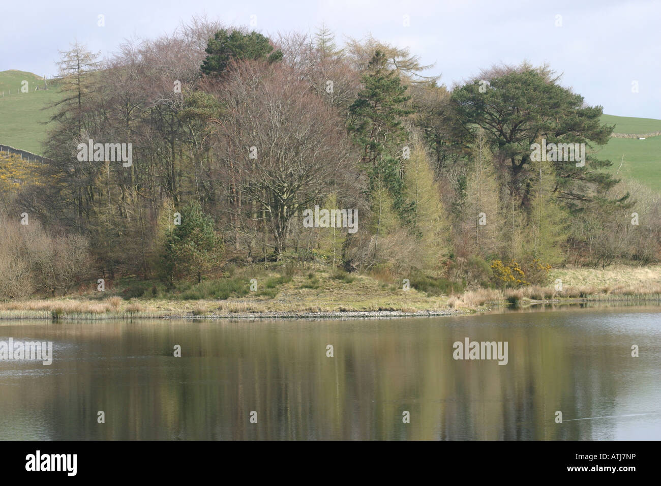 woods tarn reservoir bank trees sloping bank Stock Photo - Alamy