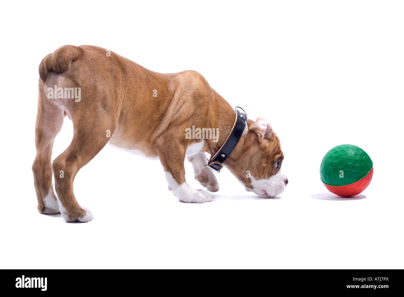 Renaissance Bulldog dog isolated on a white background Stock Photo - Alamy