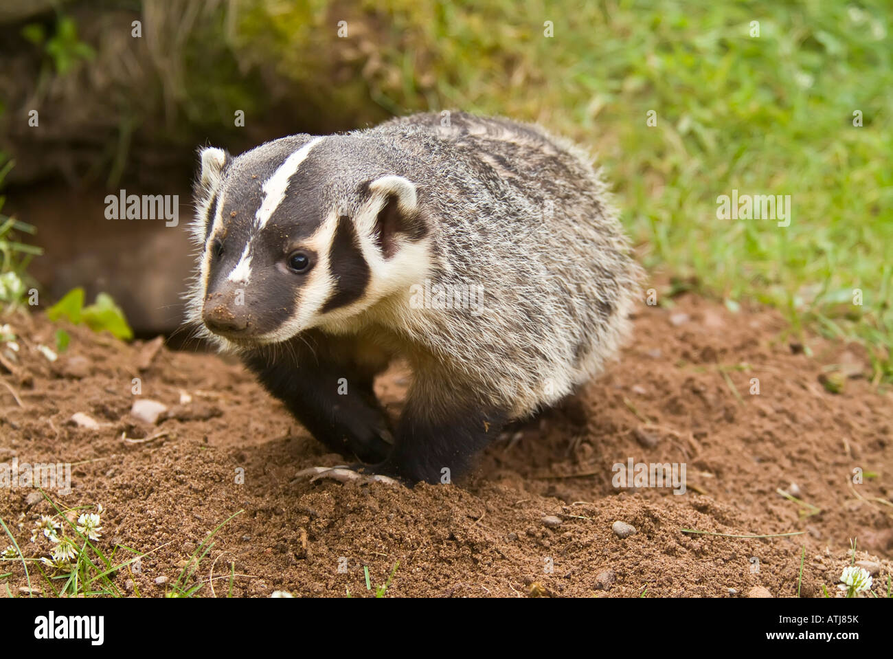 American badger, Taxidea taxus, Minnesota, USA Stock Photo - Alamy