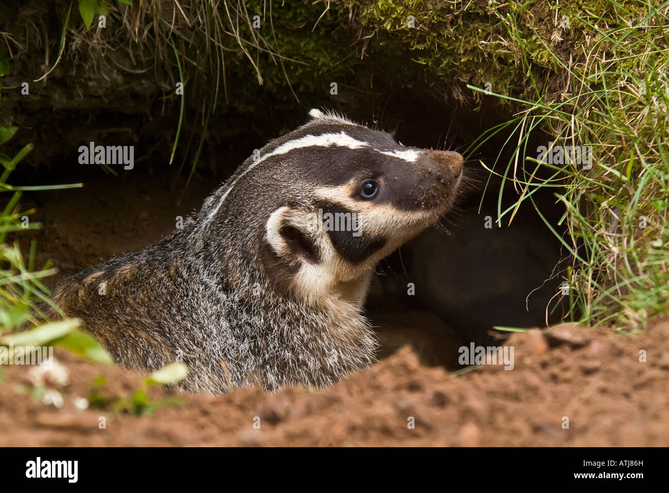 American badger, Taxidea taxus, Minnesota USA Stock Photo - Alamy