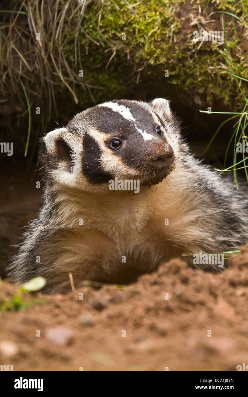 American badger, Taxidea taxus, Minnesota, USA Stock Photo - Alamy