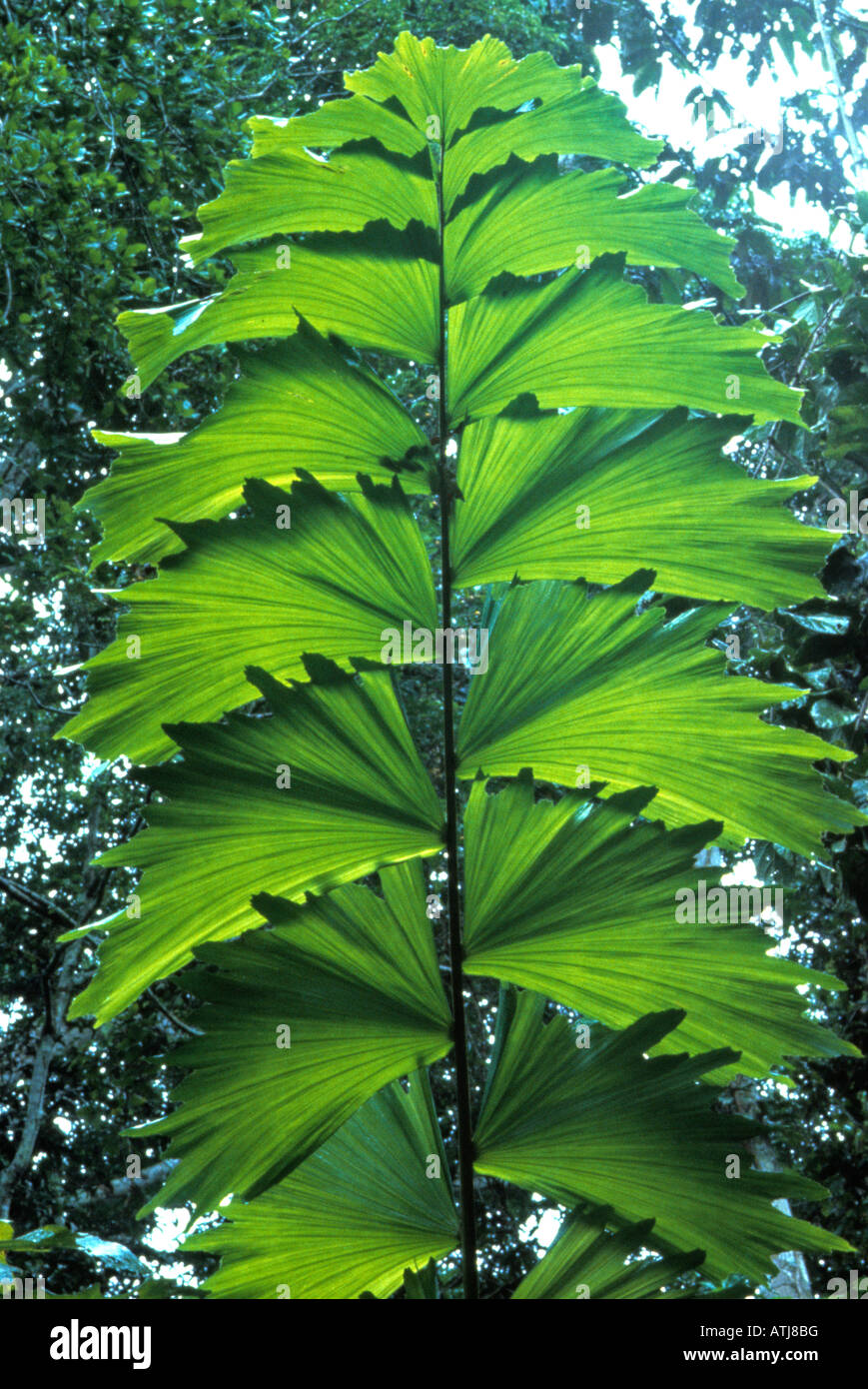 Fan leaf tree hi-res stock photography and images - Alamy
