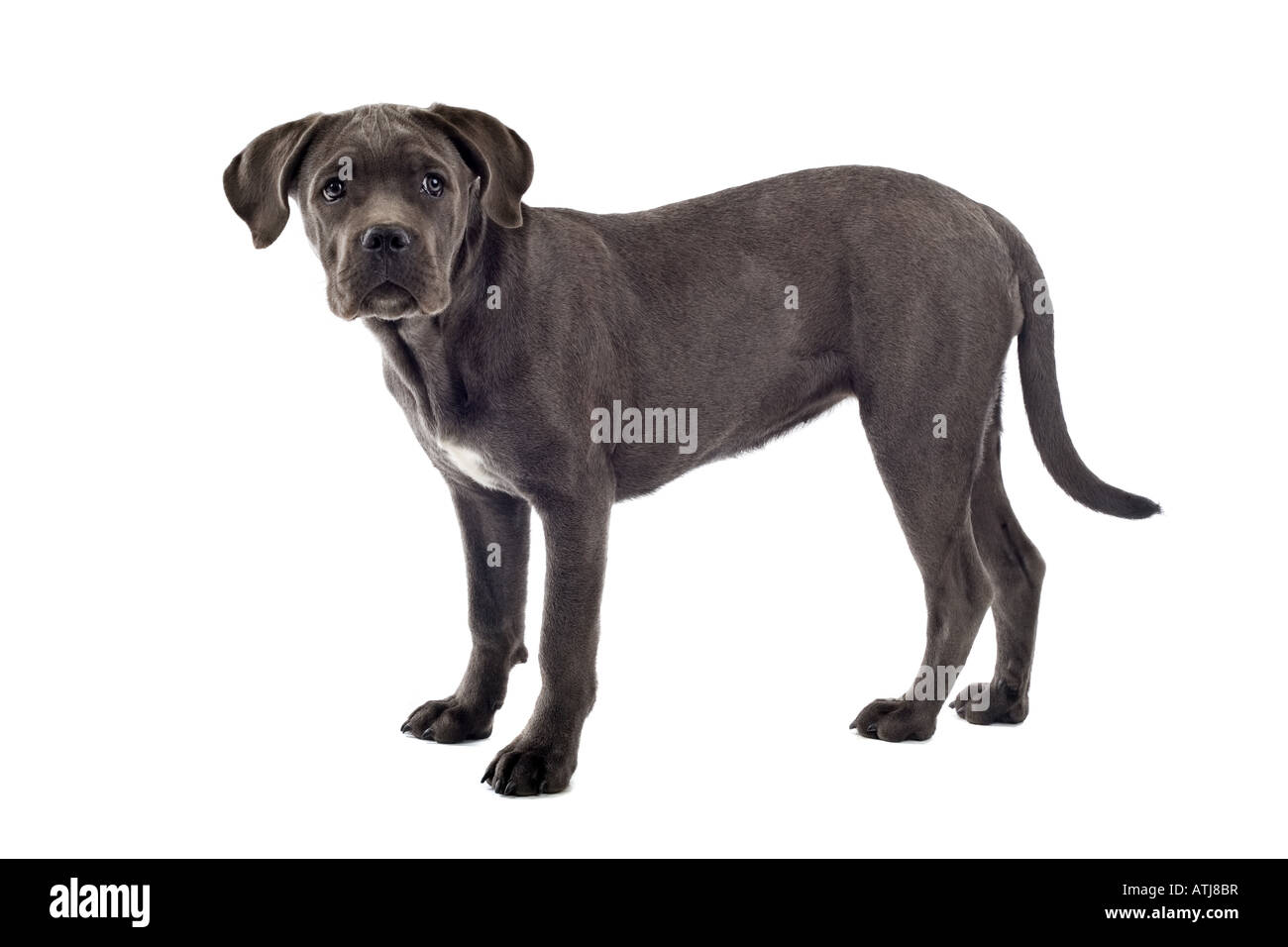 Cane Corso dog isolated on a white background Stock Photo - Alamy