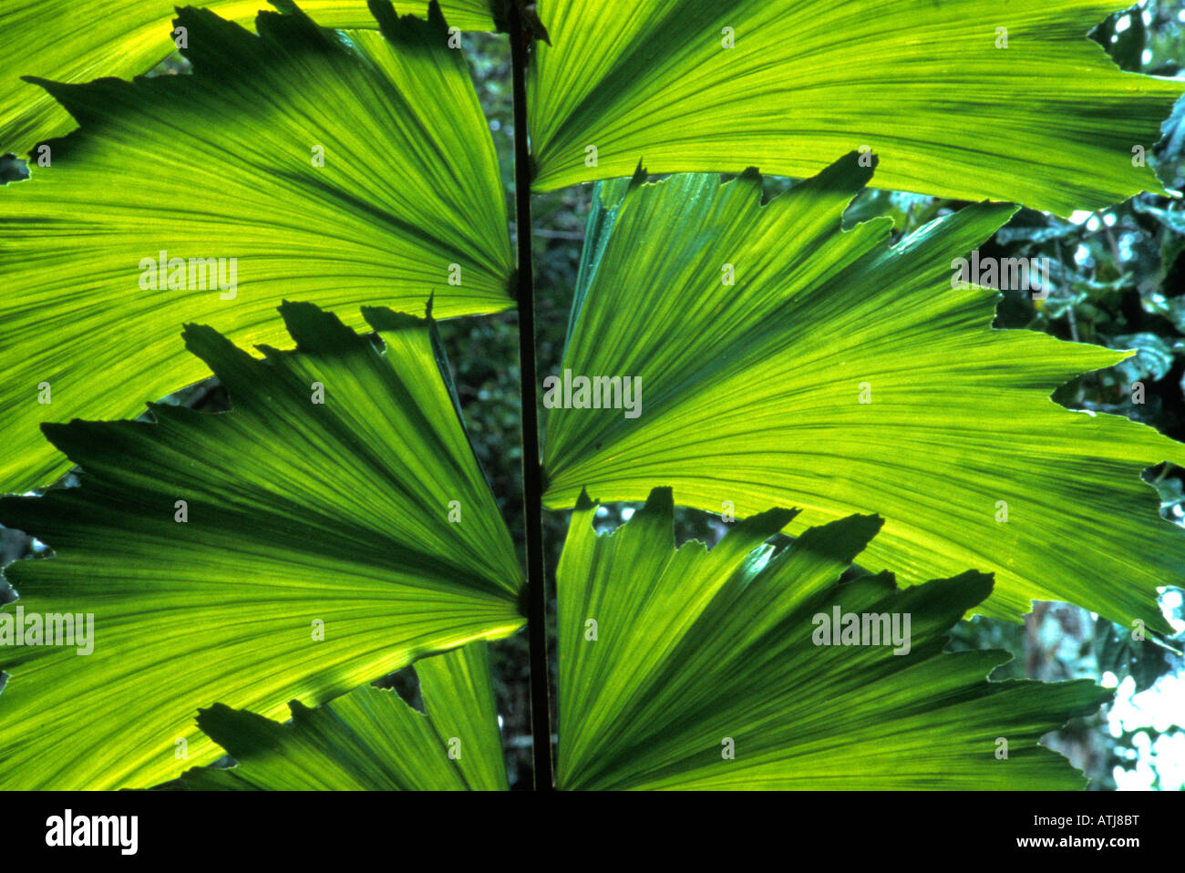 Fan leaf tree hi-res stock photography and images - Alamy