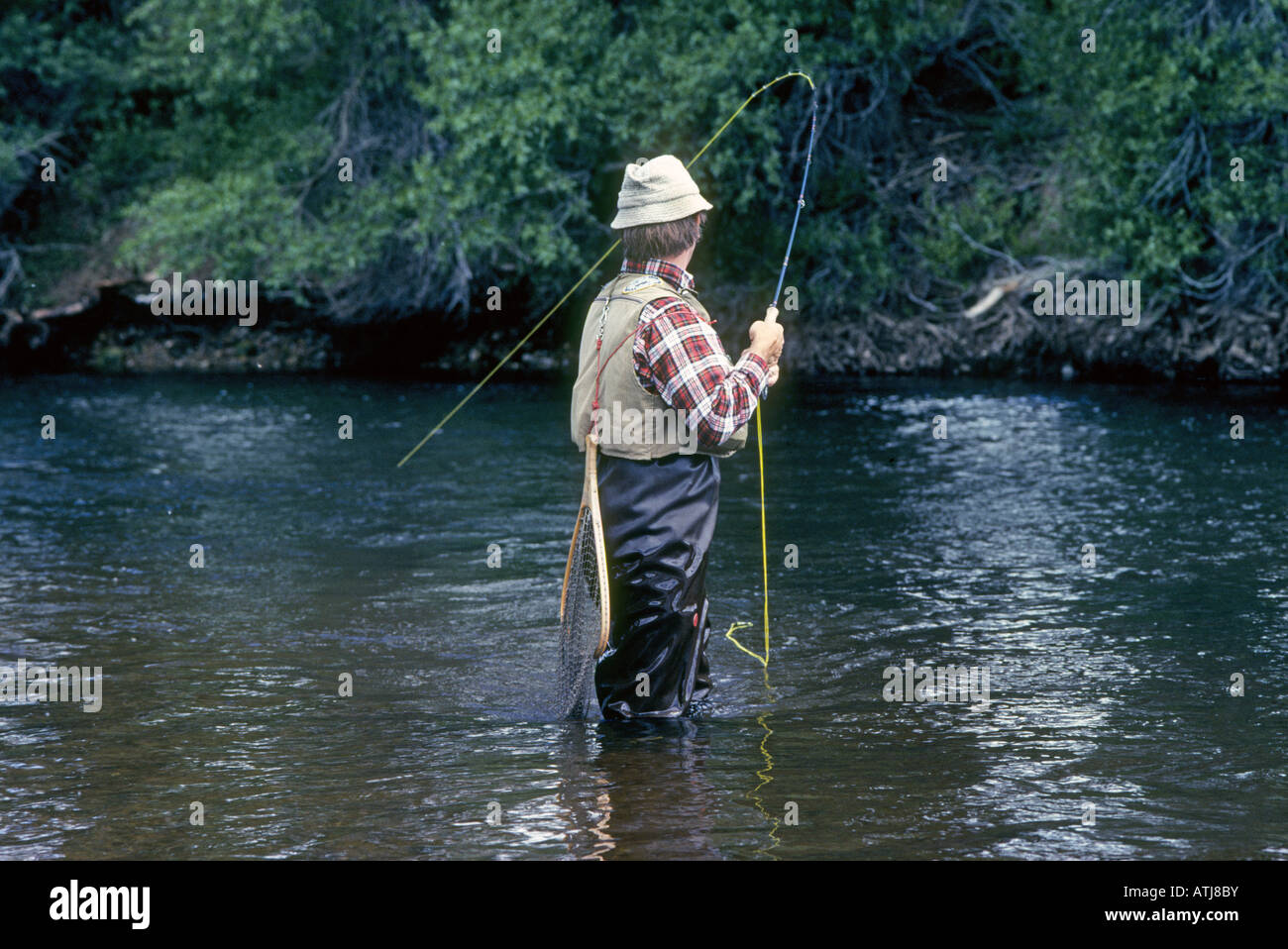 A fly fisherman hooks a large rainbow in a small side channel of the ...