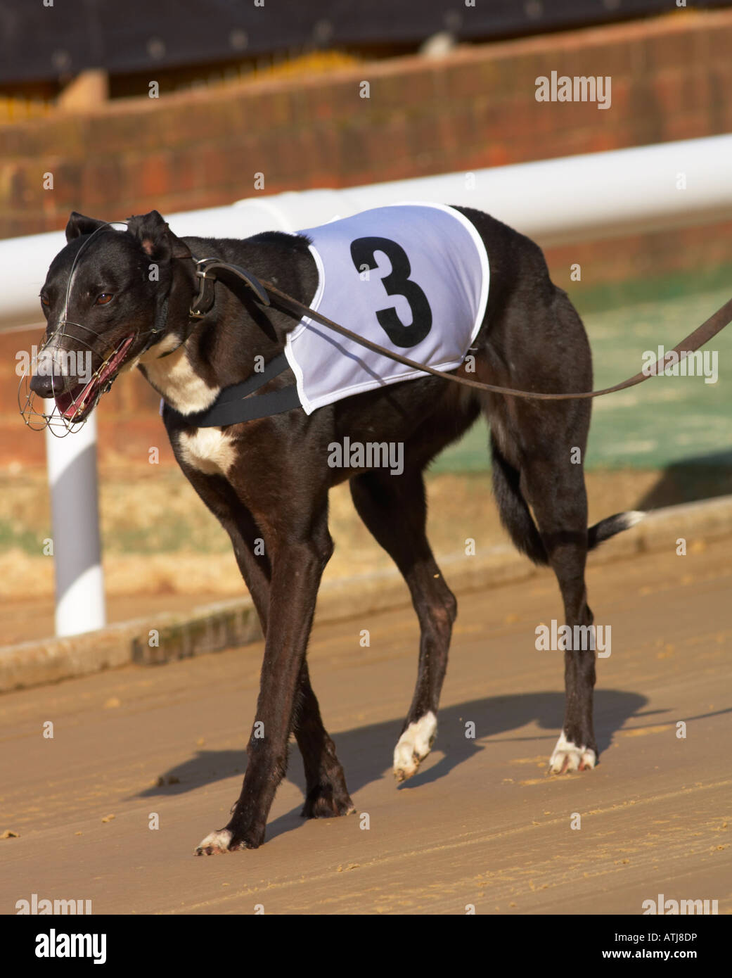 Greyhound race start hi-res stock photography and images - Alamy