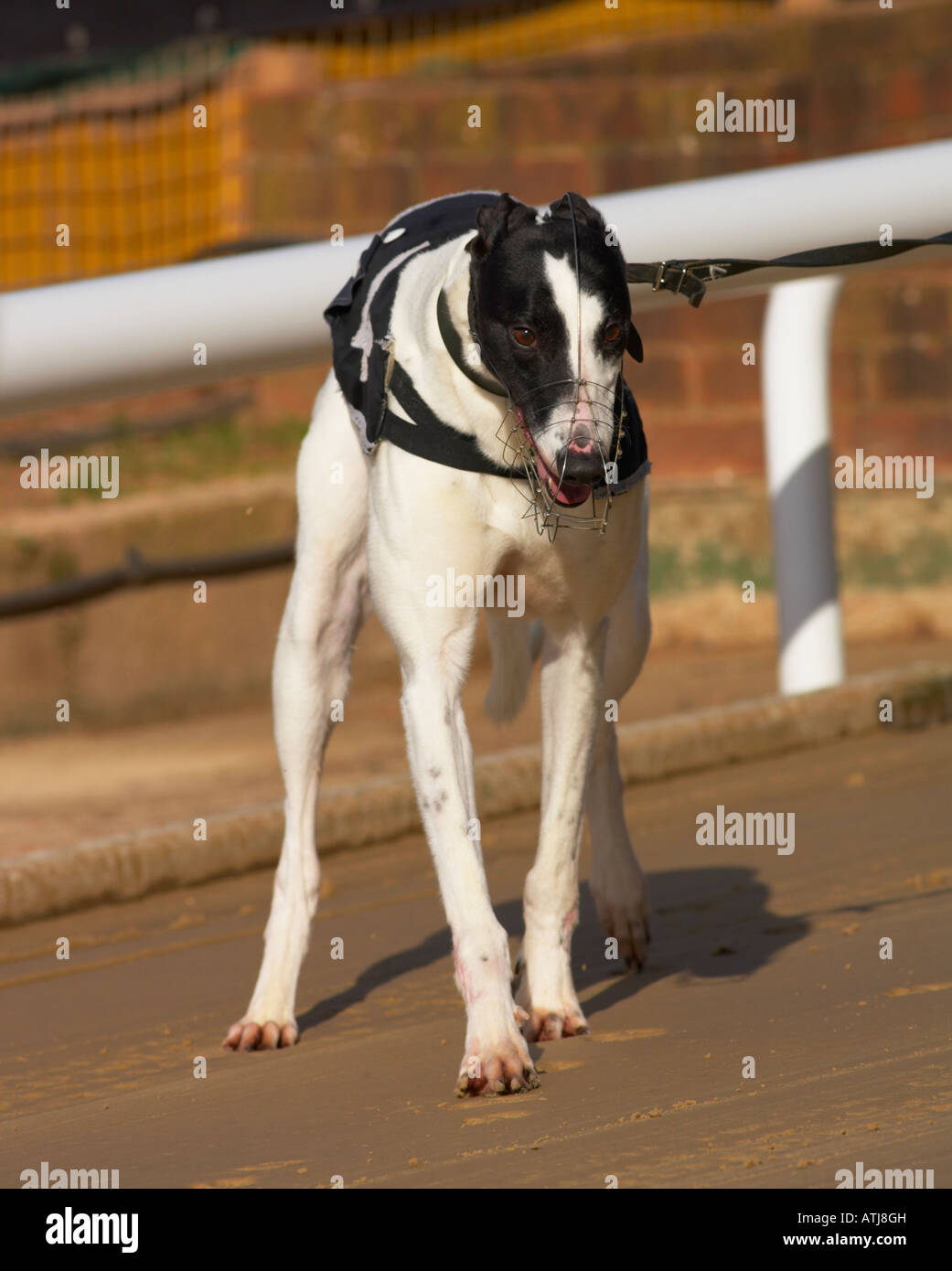 Greyhound race start hi-res stock photography and images - Alamy