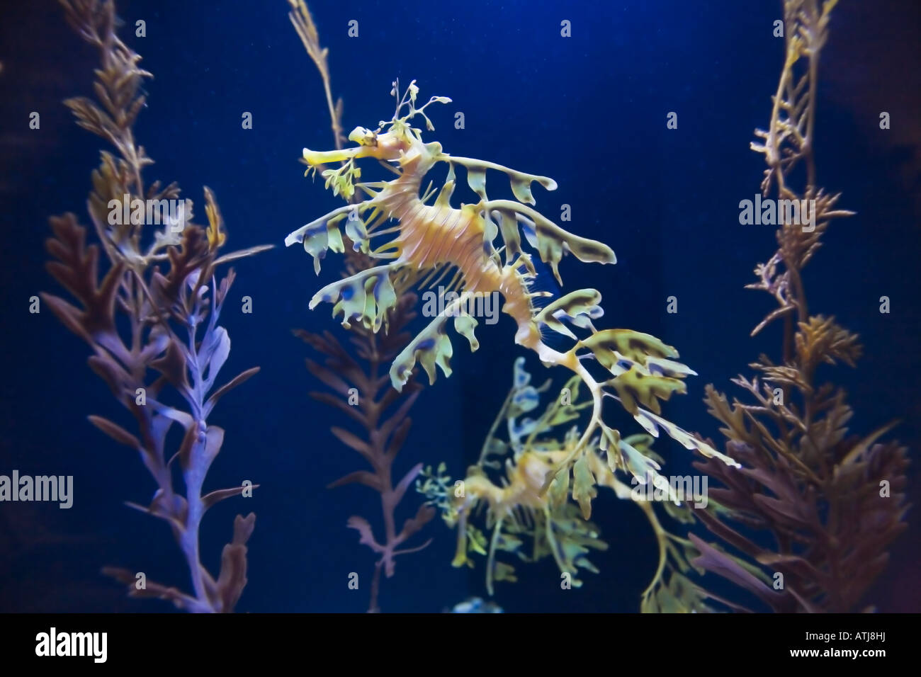 Marine dragon hi-res stock photography and images - Alamy