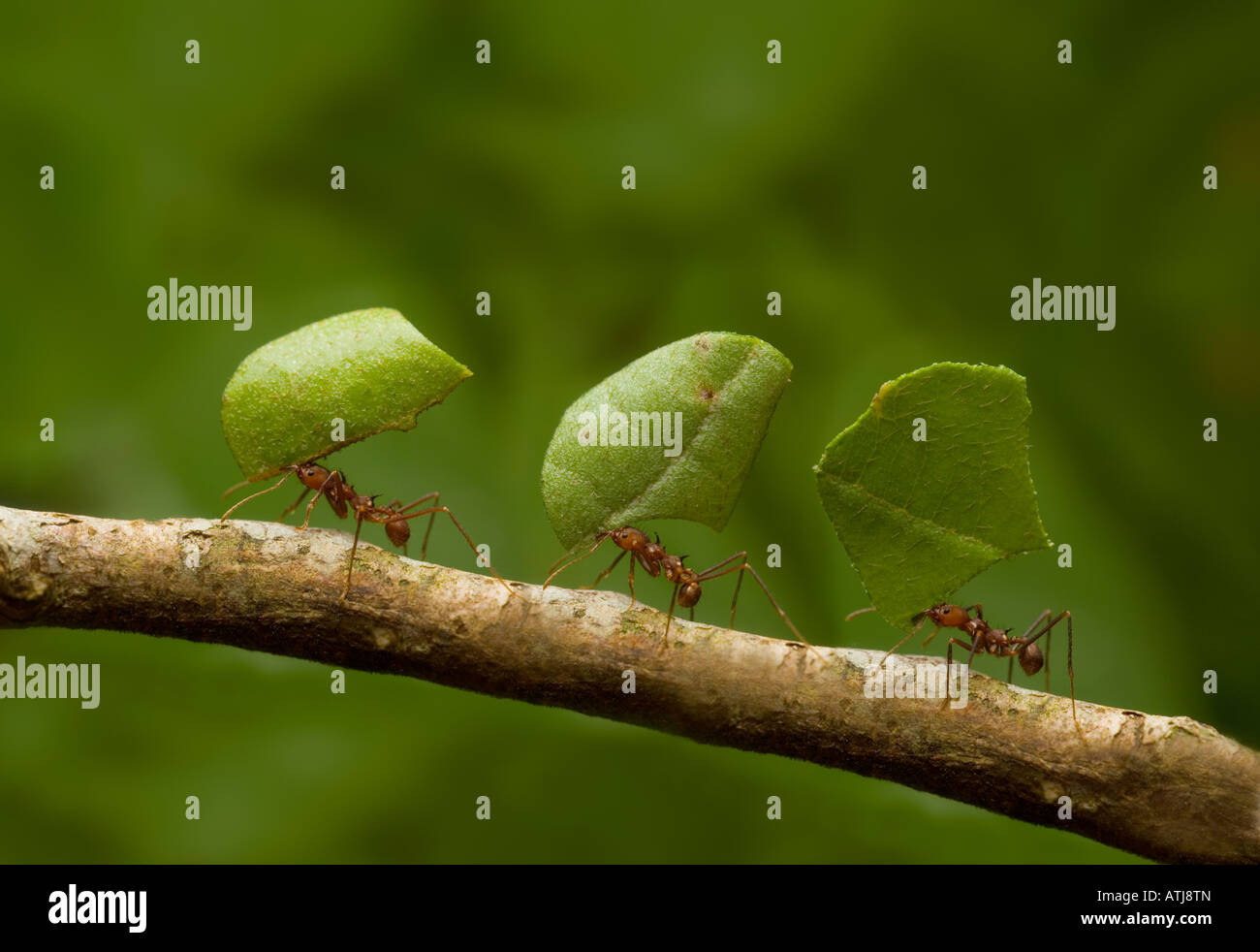 Ants Carry High Resolution Stock Photography and Images - Alamy