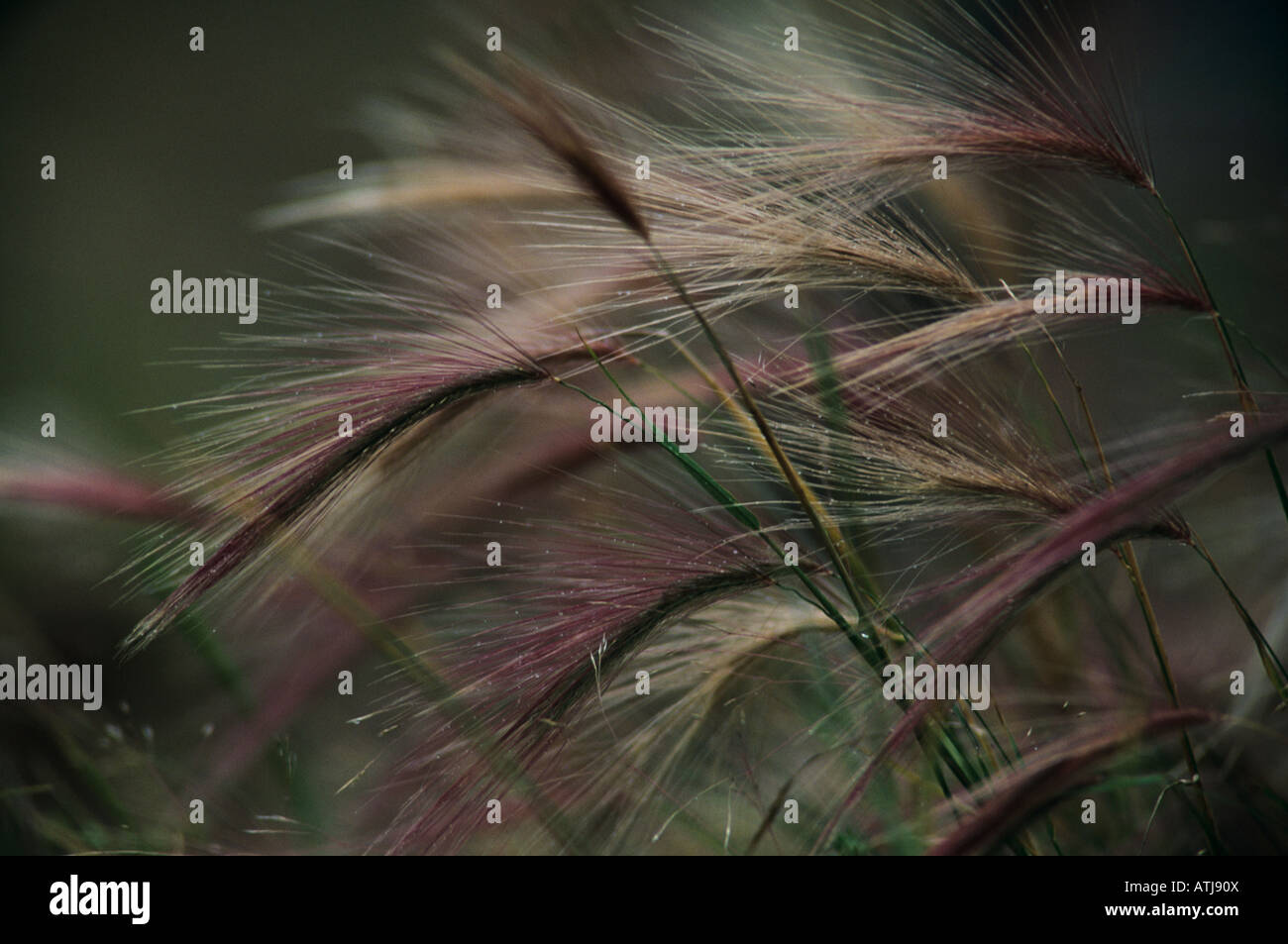 Bluejoint reedgrass hi-res stock photography and images - Alamy