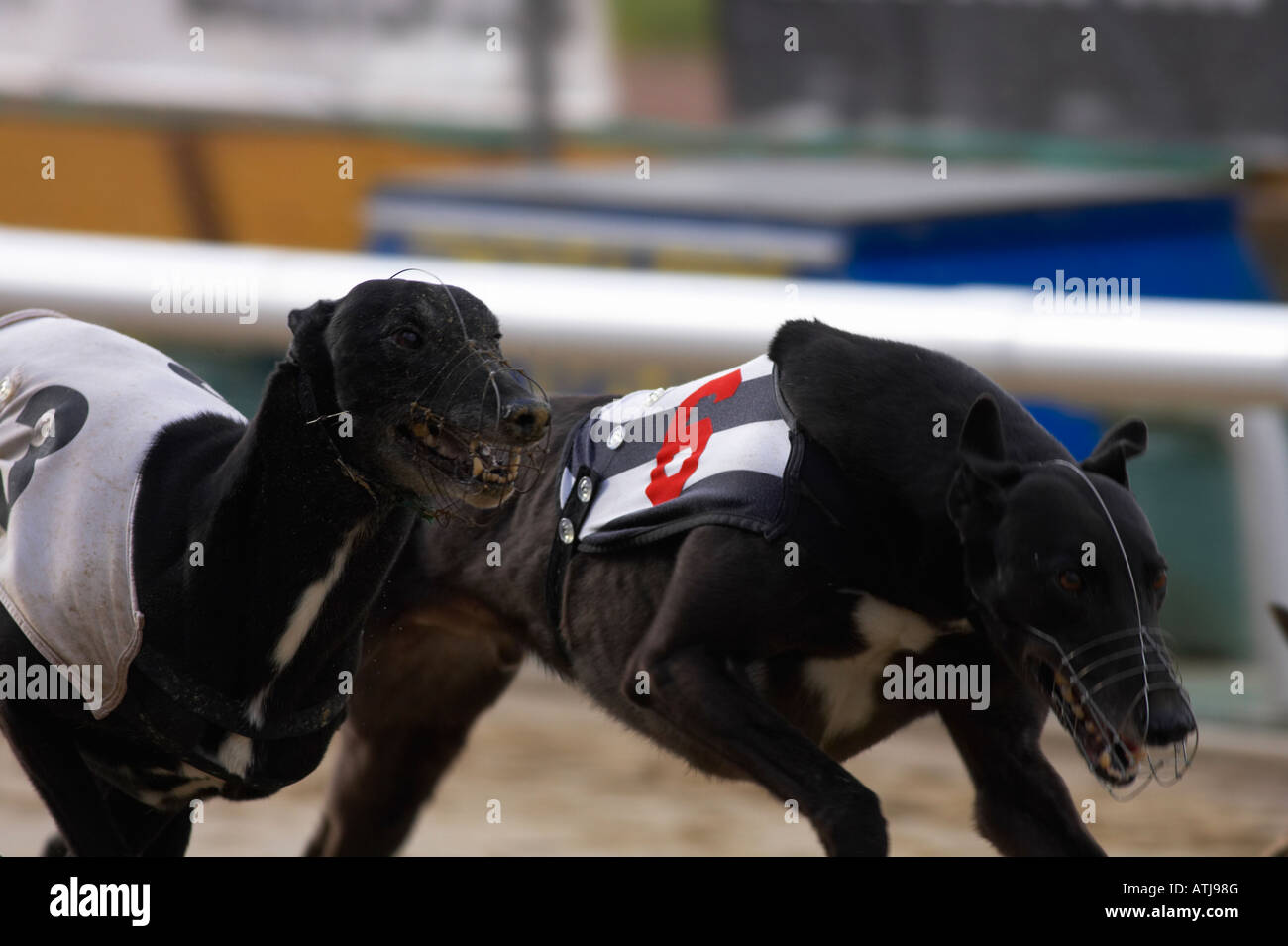 Greyhounds muzzle hi-res stock photography and images - Alamy