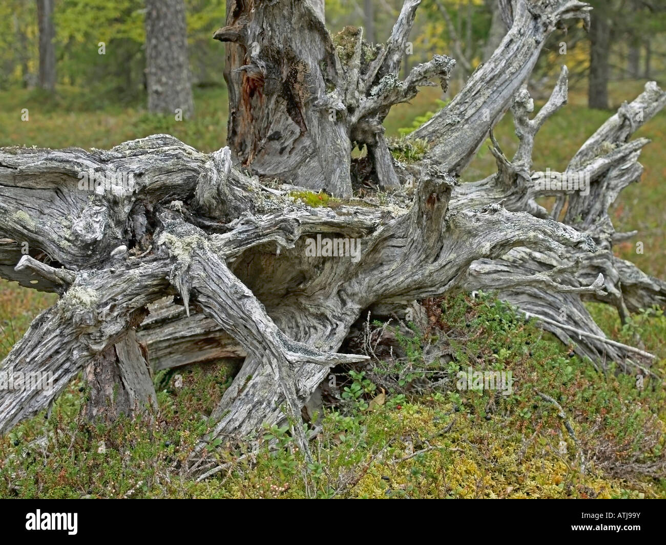 dead knotty tree with rootstock in forest Stock Photo - Alamy