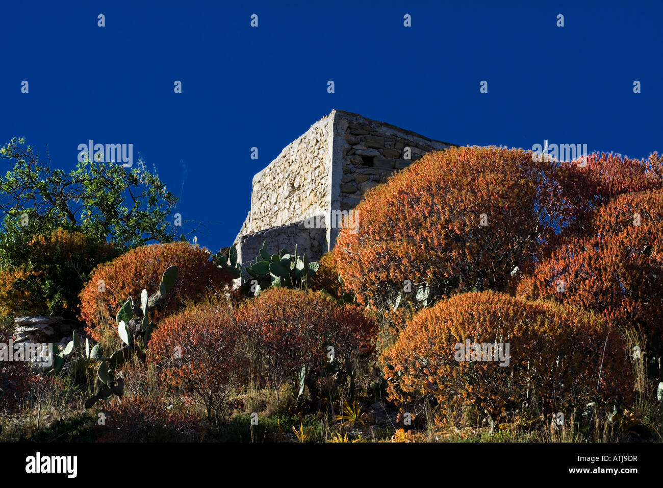 I colori accesi della vegetazione. Vivid colours of the plants Stock ...