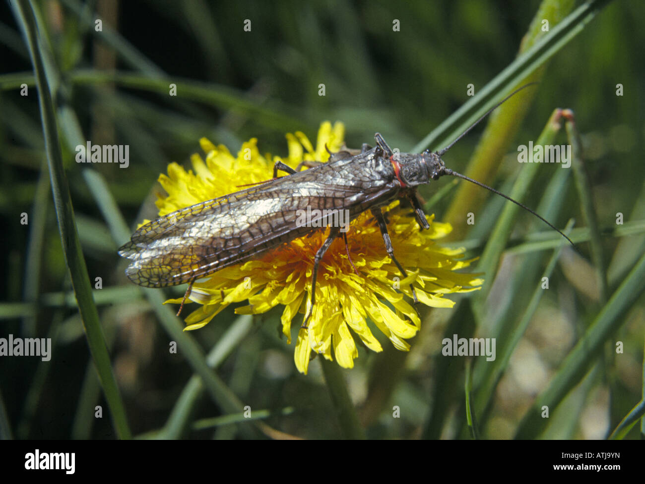 Stoneflies hi-res stock photography and images - Alamy