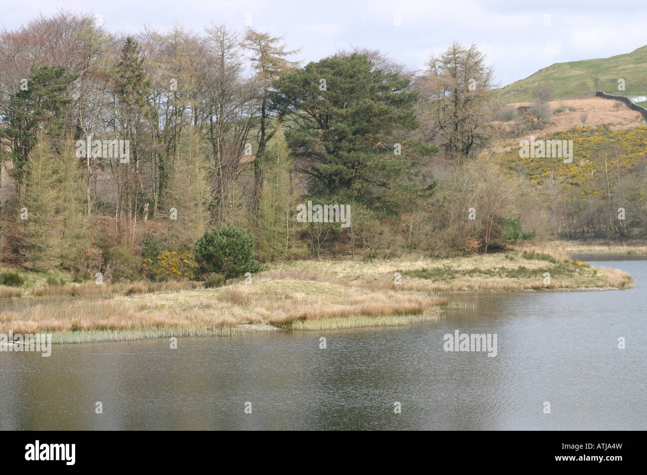 woods tarn reservoir bank trees sloping bank Stock Photo - Alamy
