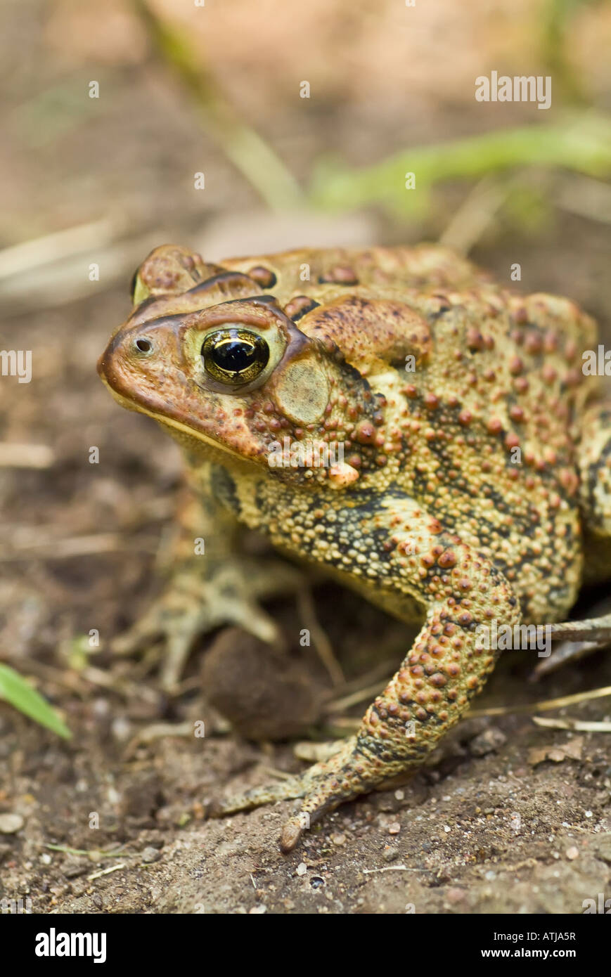American toad, Bufo americanus; female, native to eastern USA and ...