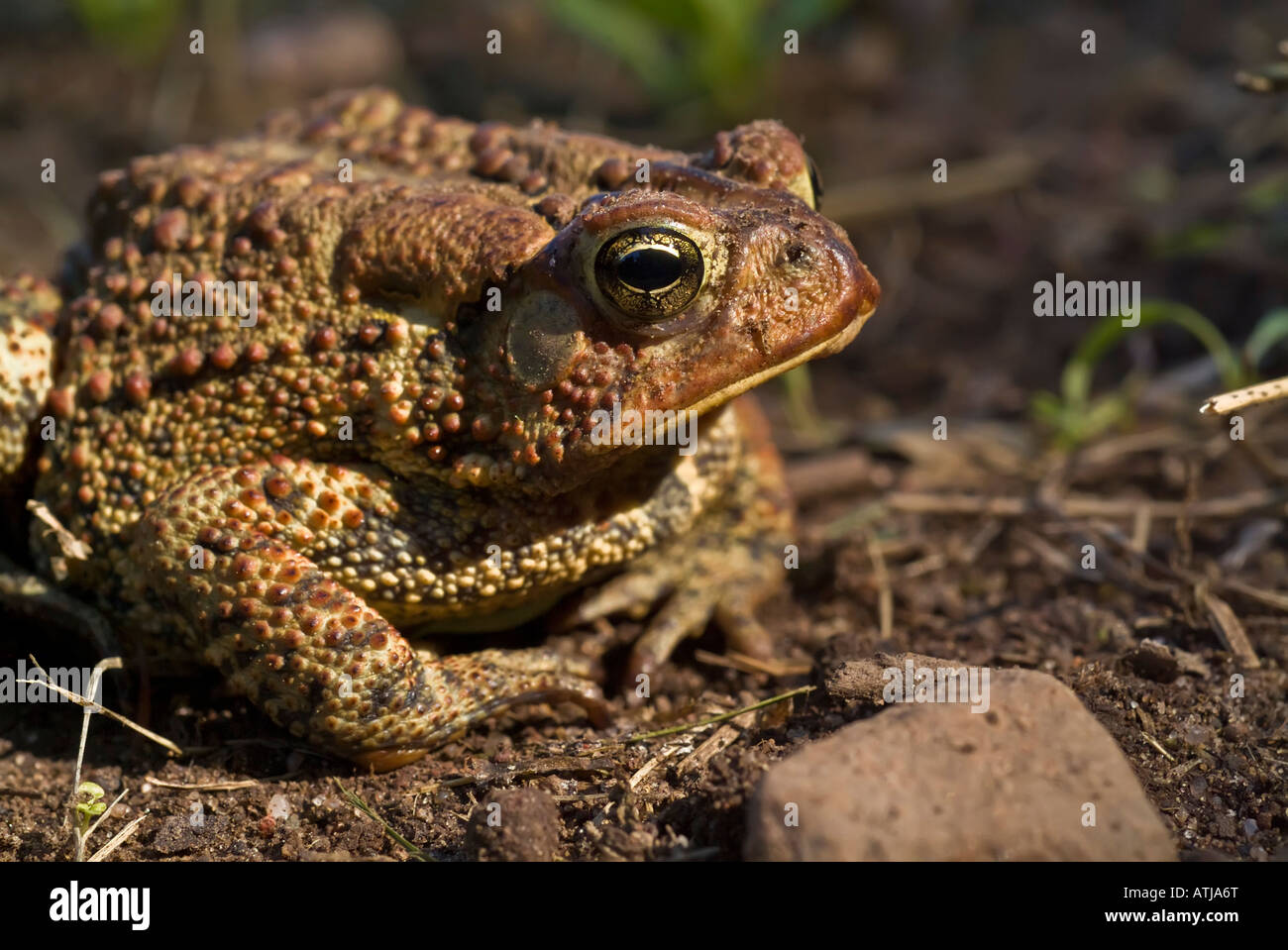 American toad, Bufo americanus; female, native to eastern USA and ...