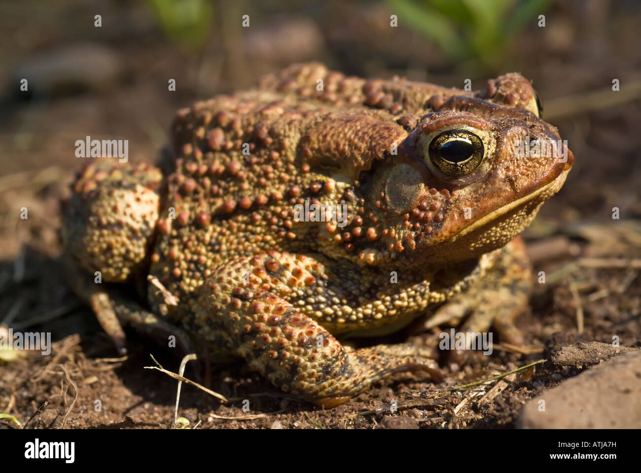 American toad, Bufo americanus; female, native to eastern USA and ...
