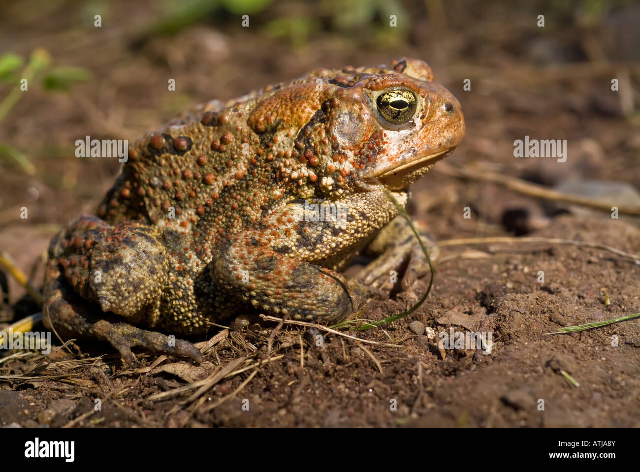 American toad, Bufo americanus; female, native to eastern USA and ...